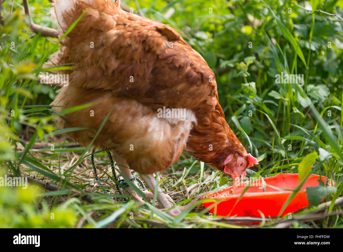 Orange chicken hen Stock Photo - Alamy