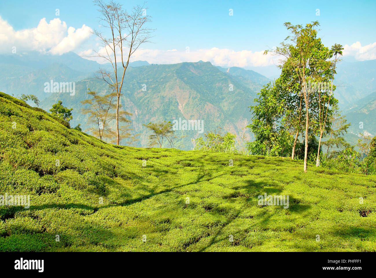 Green tea bushes Stock Photo - Alamy