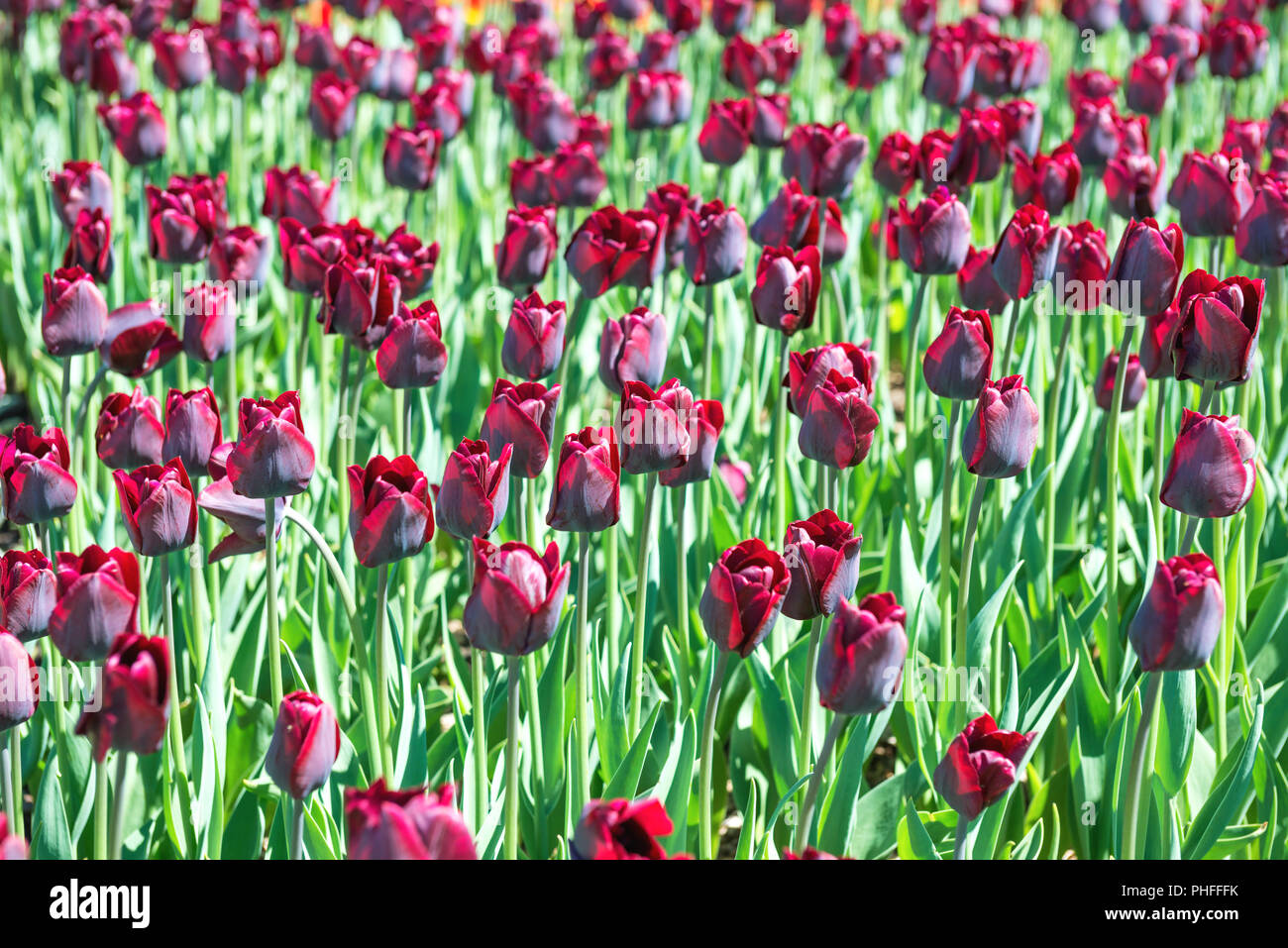 Dark tulips hi-res stock photography and images - Alamy