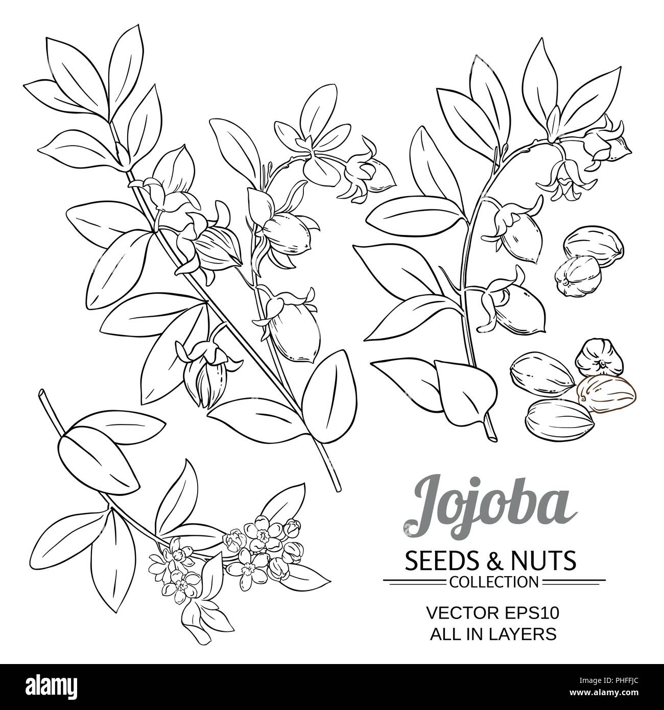 Jojoba plant Stock Vector Images - Alamy