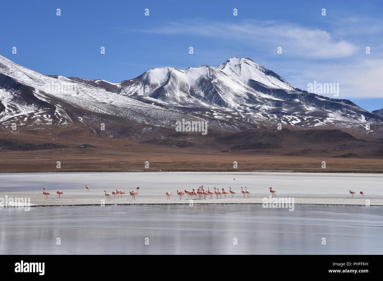 Winter Snow Cold Flamingo Flamingos High Resolution Stock Photography ...