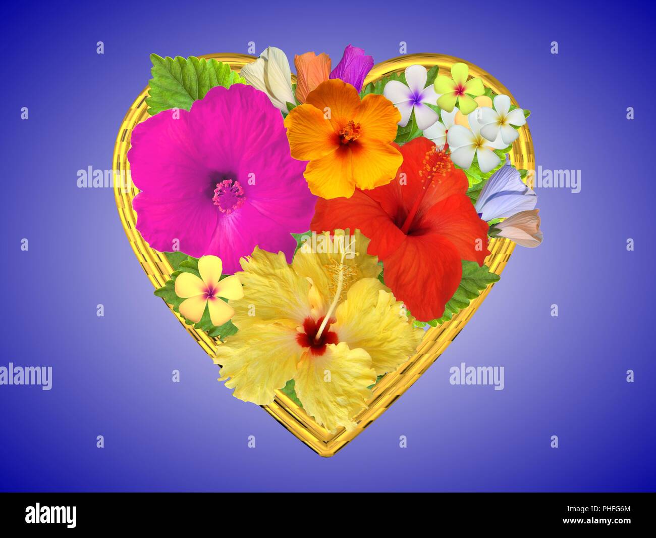 Gold hibiscus hi-res stock photography and images - Alamy