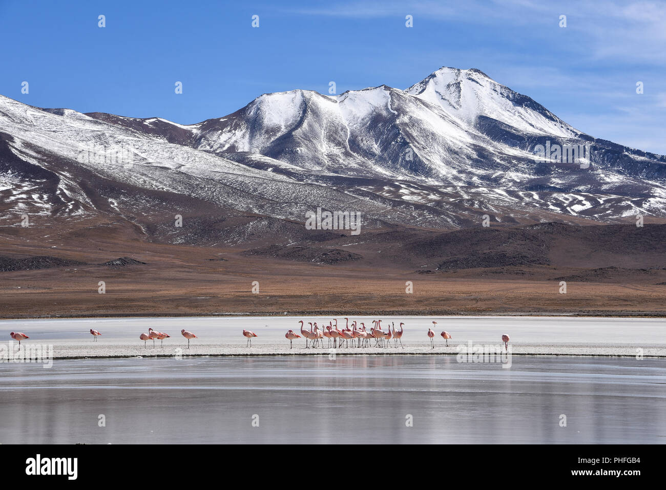 Winter snow cold flamingo flamingos hi-res stock photography and images ...