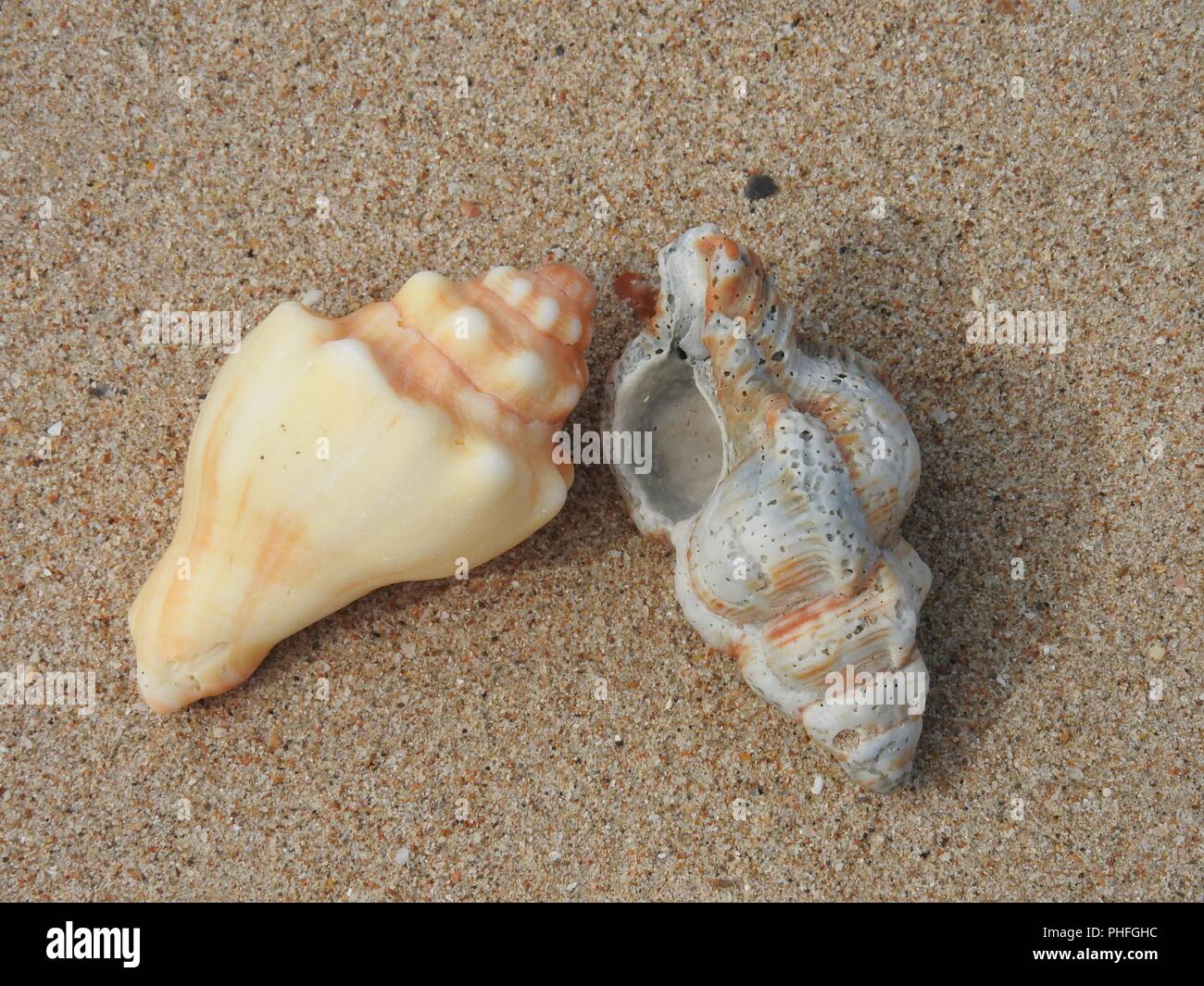 Seashell on the beach Stock Photo - Alamy
