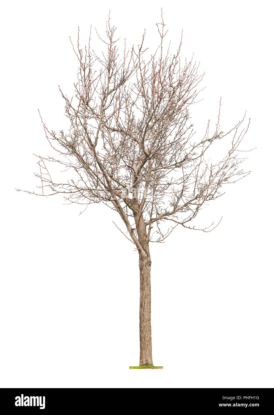 Young tree with buds Stock Photo - Alamy