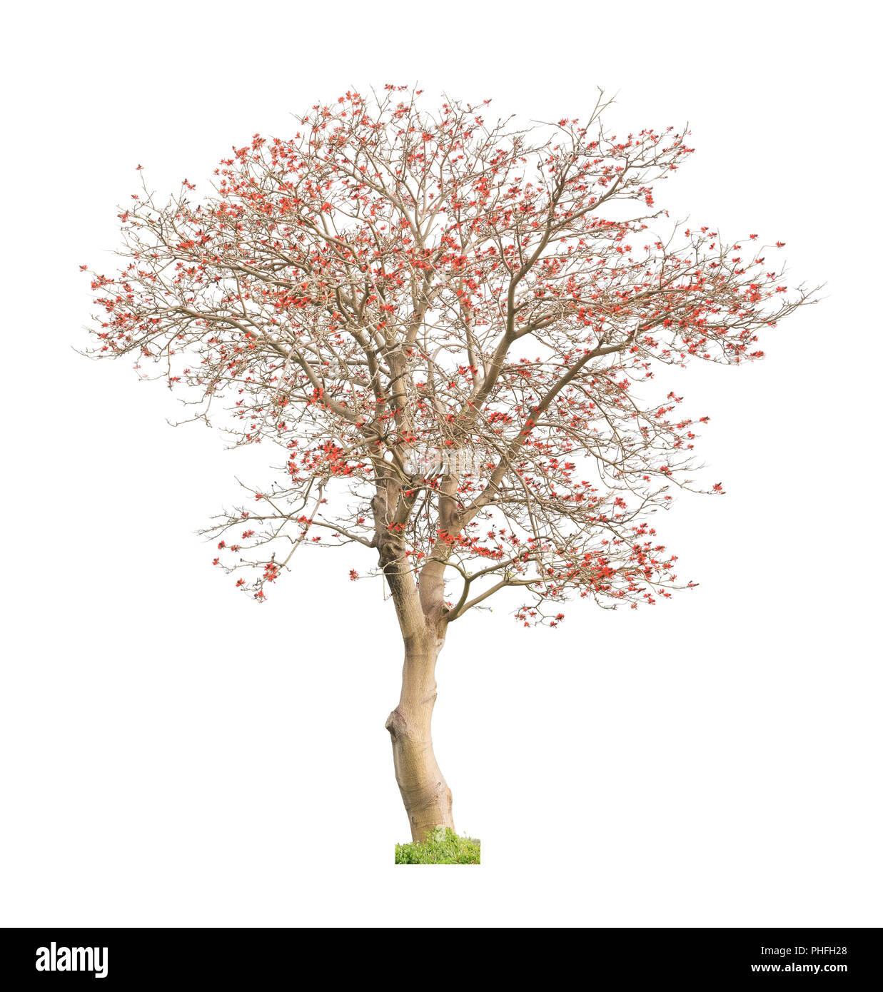 Beautiful blooming red coral tree Stock Photo - Alamy