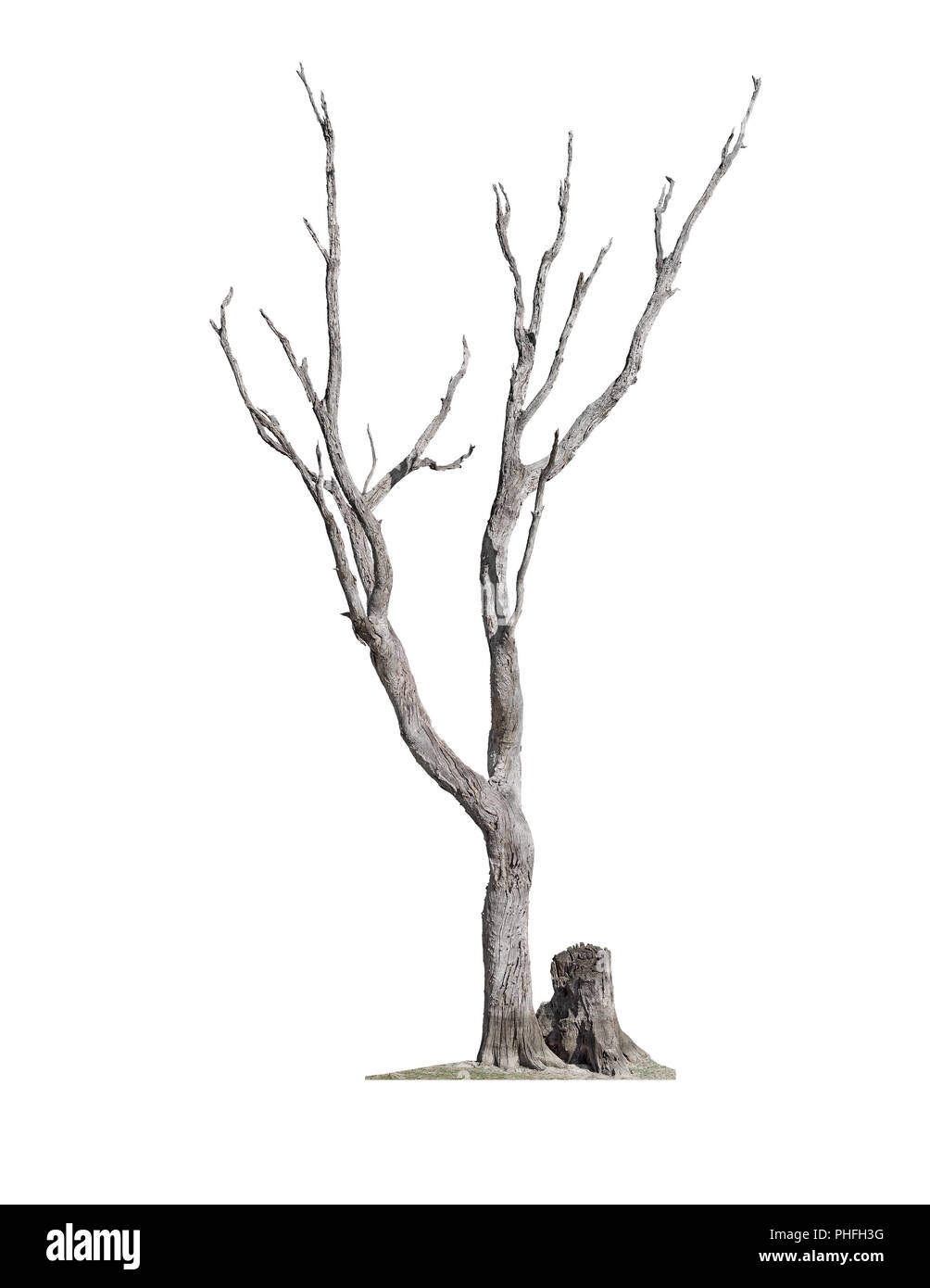 Old Tree on white background Stock Photo - Alamy