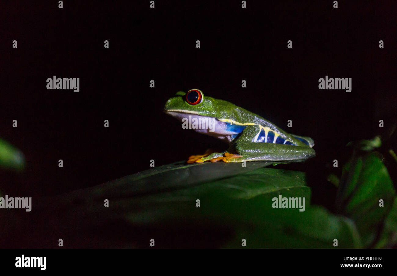 Frog in Costa Rica Stock Photo - Alamy