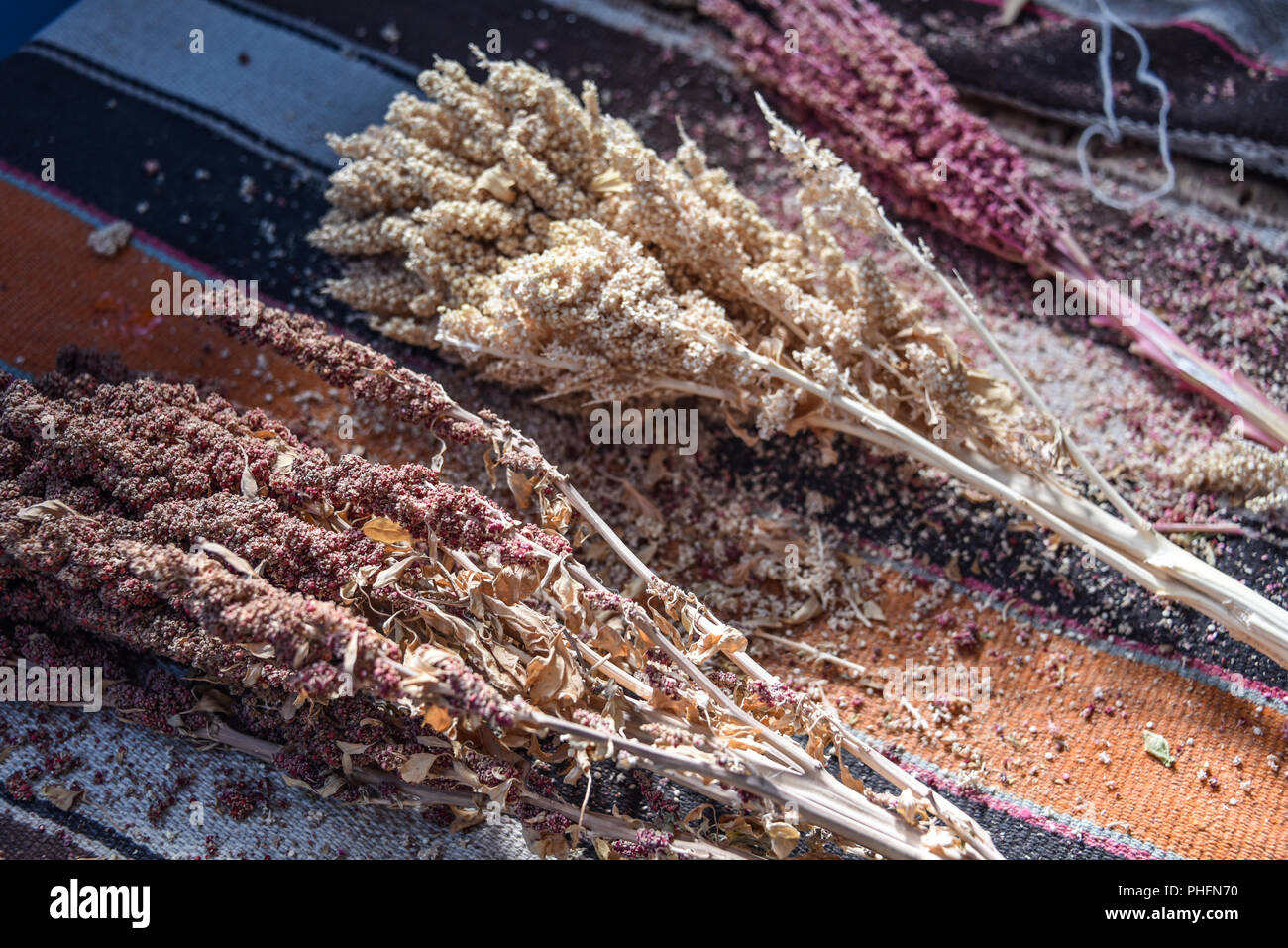 Quinoa varieties on display in a museum in the village of San Juan ...