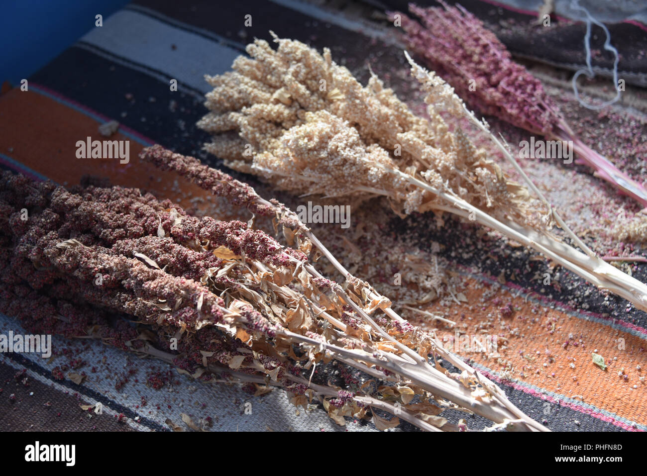 Quinoa varieties on display in a museum in the village of San Juan ...