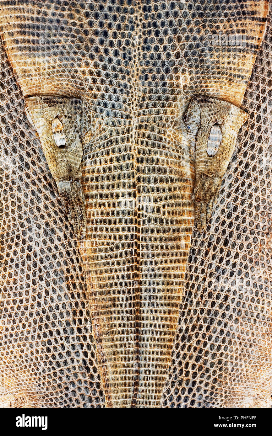 desert lizard leather Stock Photo - Alamy