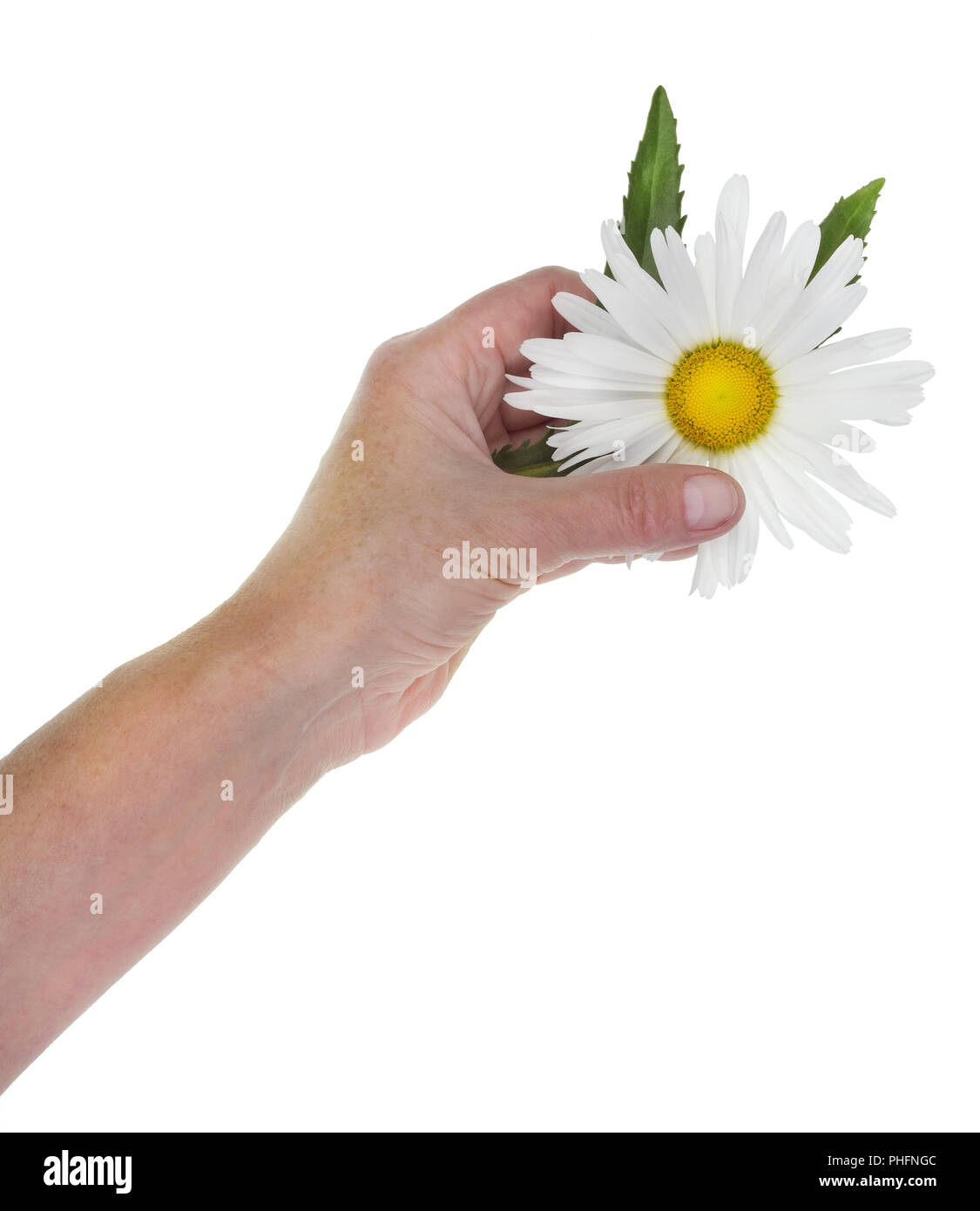 Hand daisy Cut Out Stock Images & Pictures - Alamy