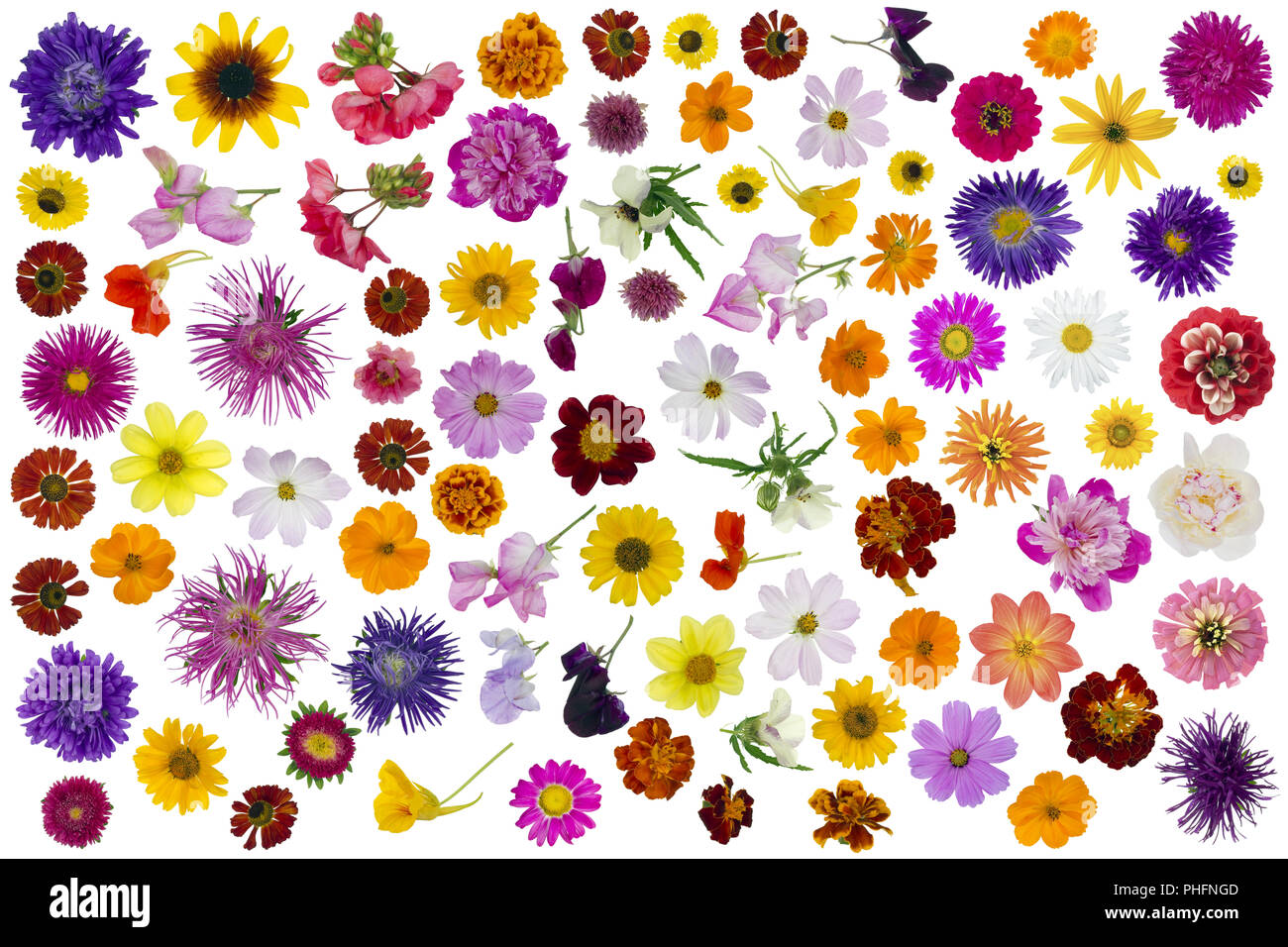 Big petal flowers hi-res stock photography and images - Alamy