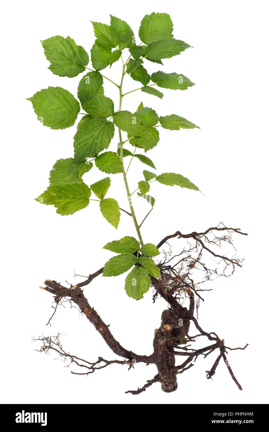 New roots hi-res stock photography and images - Alamy