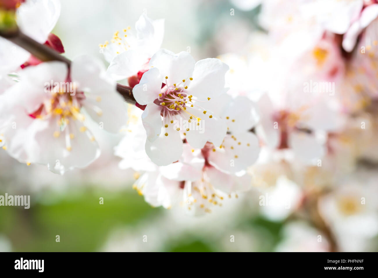 White spring flowers hi-res stock photography and images - Alamy