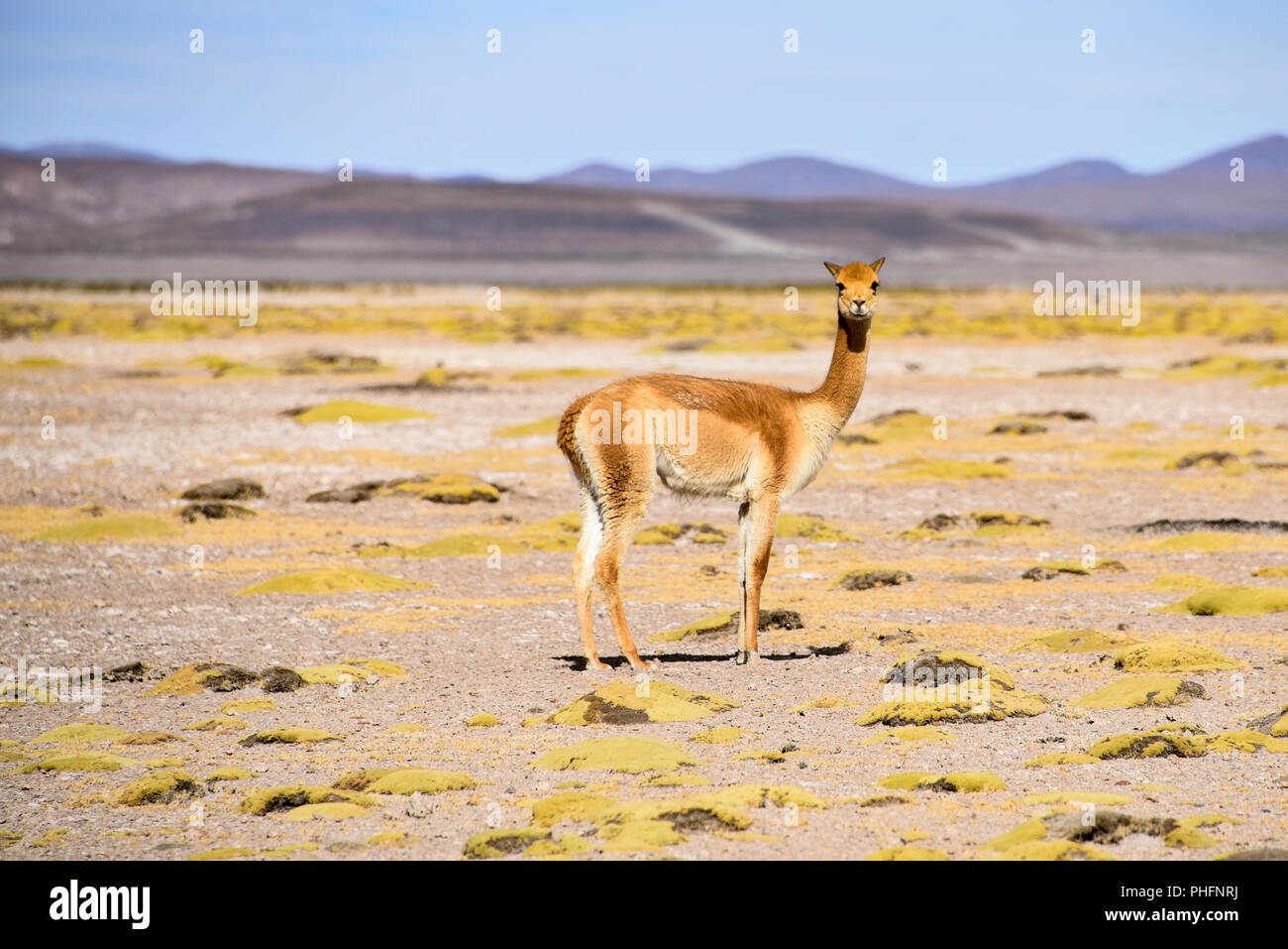 A Vicuna grazing on the altiplano near Uyuni, Bolivia Stock Photo - Alamy