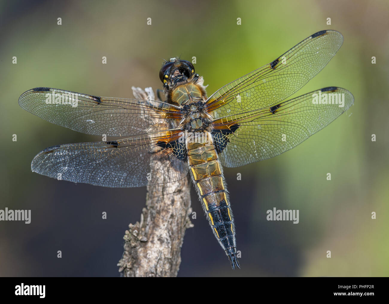 Four spot chaser hi-res stock photography and images - Alamy