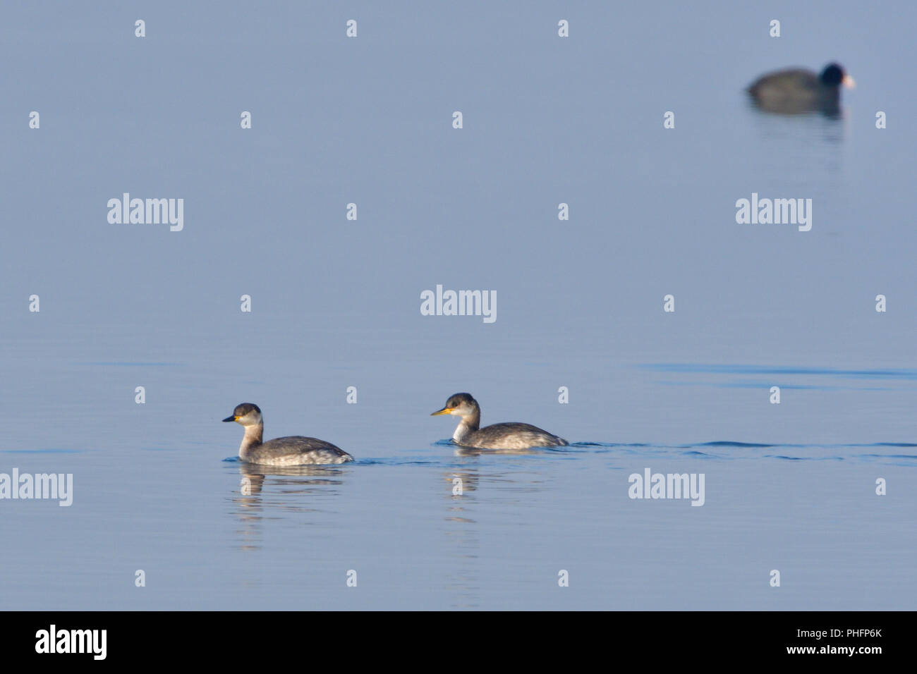 Red necked grebe pair hi-res stock photography and images - Alamy