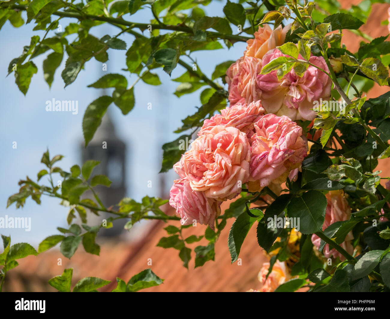 Roses tower hi-res stock photography and images - Alamy