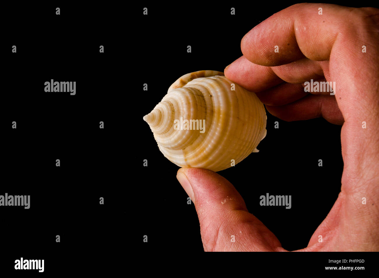 Close up shell hi-res stock photography and images - Alamy