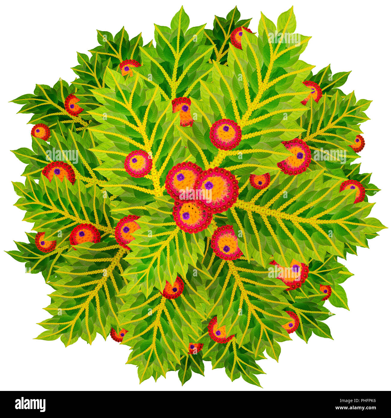 Berries leaves holly tree Cut Out Stock Images & Pictures - Alamy