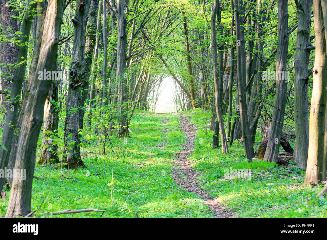 Beautiful path in nature hi-res stock photography and images - Alamy