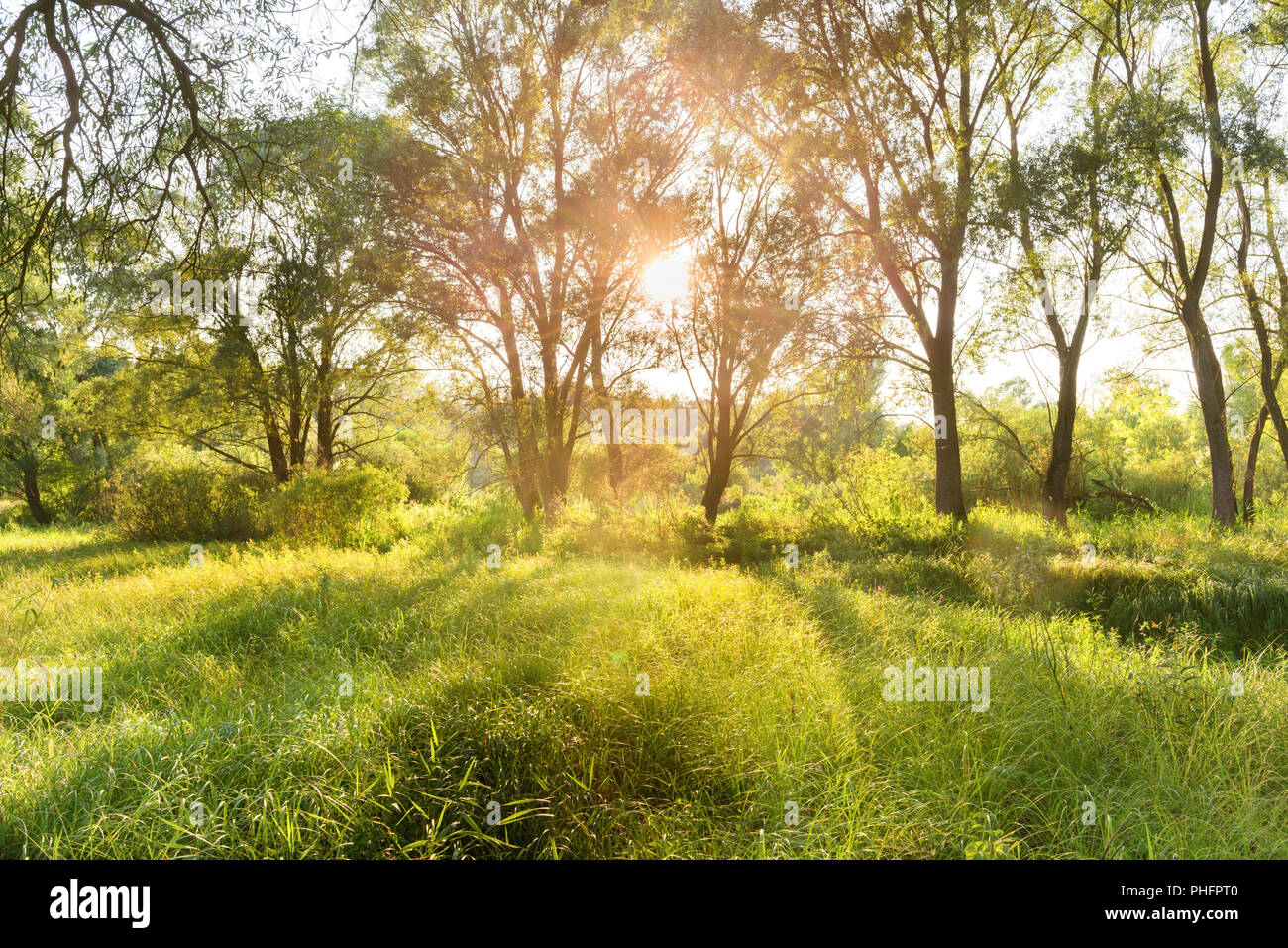 Green sunny park Stock Photo - Alamy