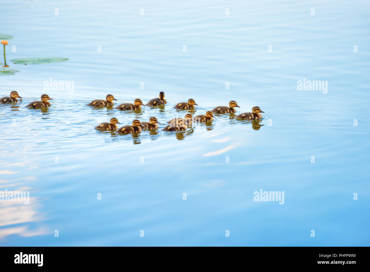 Family ducklings hi-res stock photography and images - Alamy