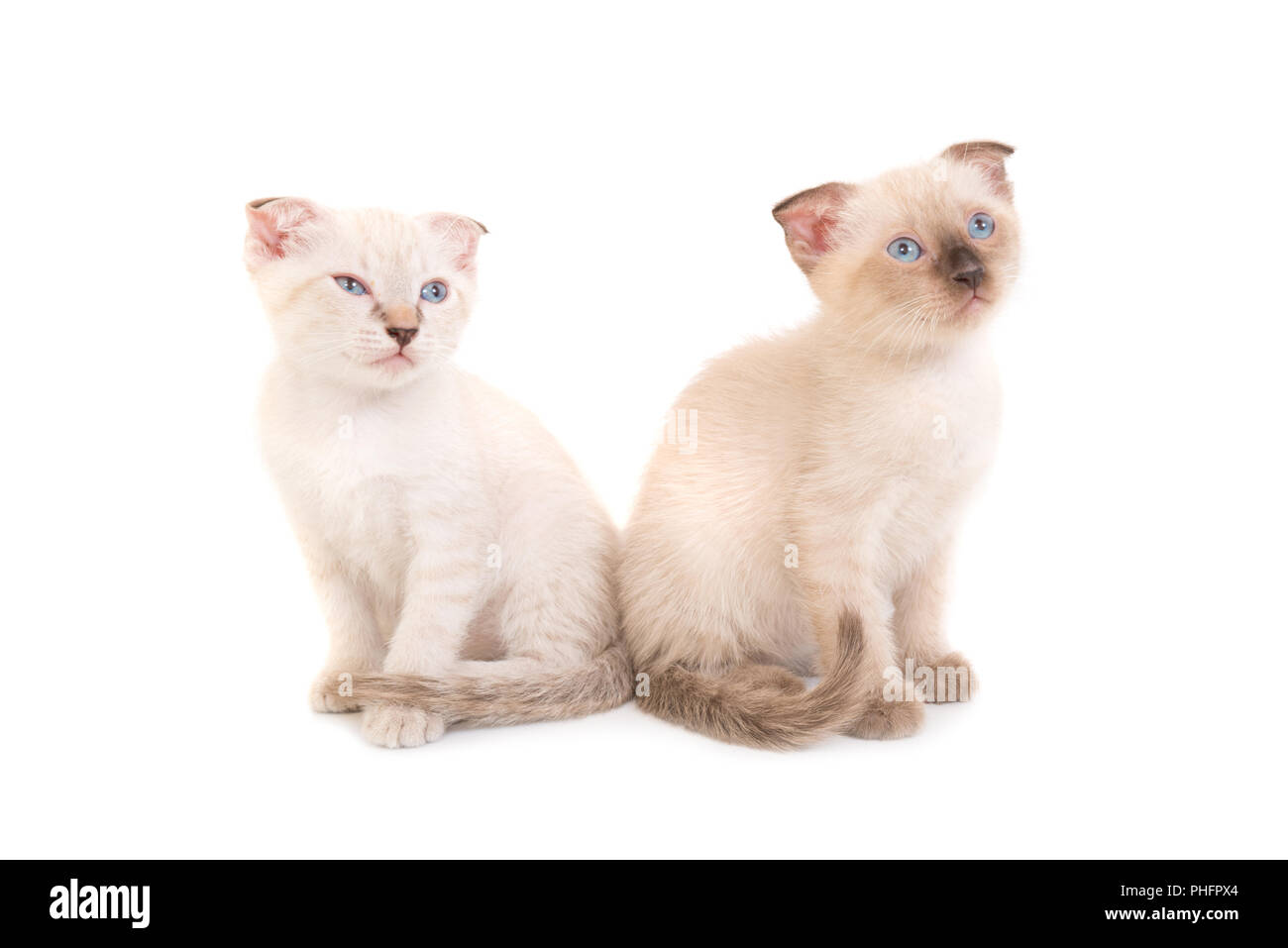 Two young domestic cats sitting hi-res stock photography and images - Alamy