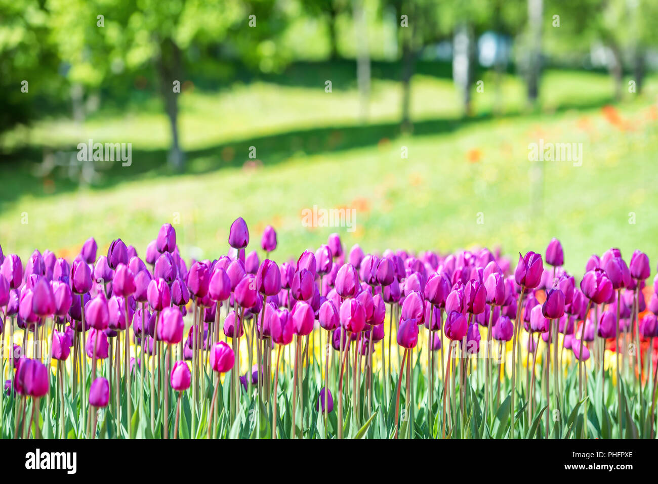 Lilac field netherlands hi-res stock photography and images - Alamy