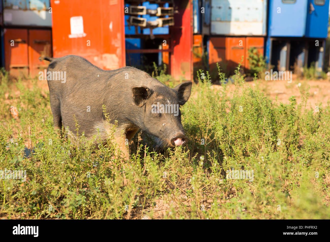 Pig grass hi-res stock photography and images - Alamy
