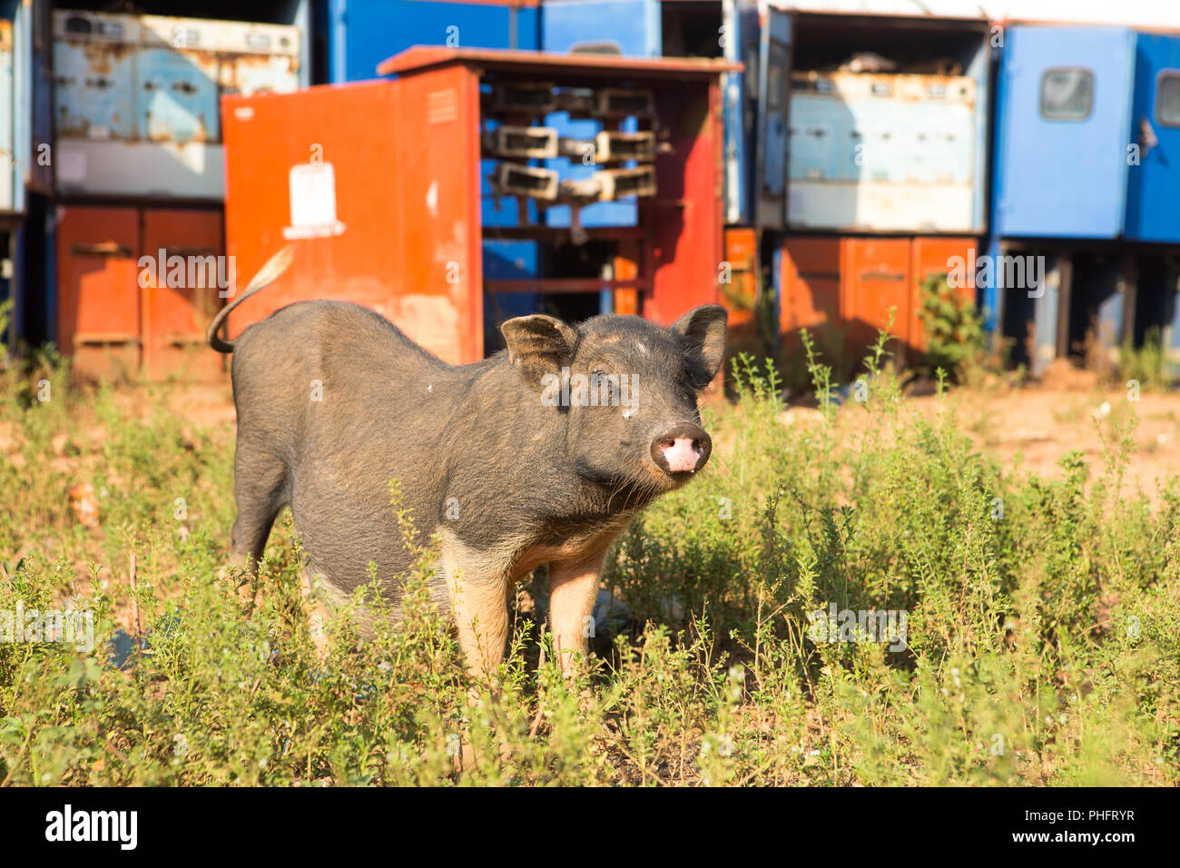 Pig close up hi-res stock photography and images - Alamy