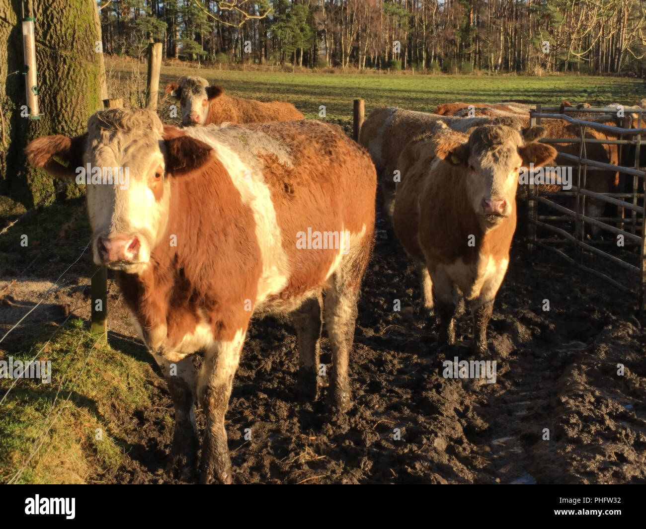 Ginger cows hi-res stock photography and images - Alamy