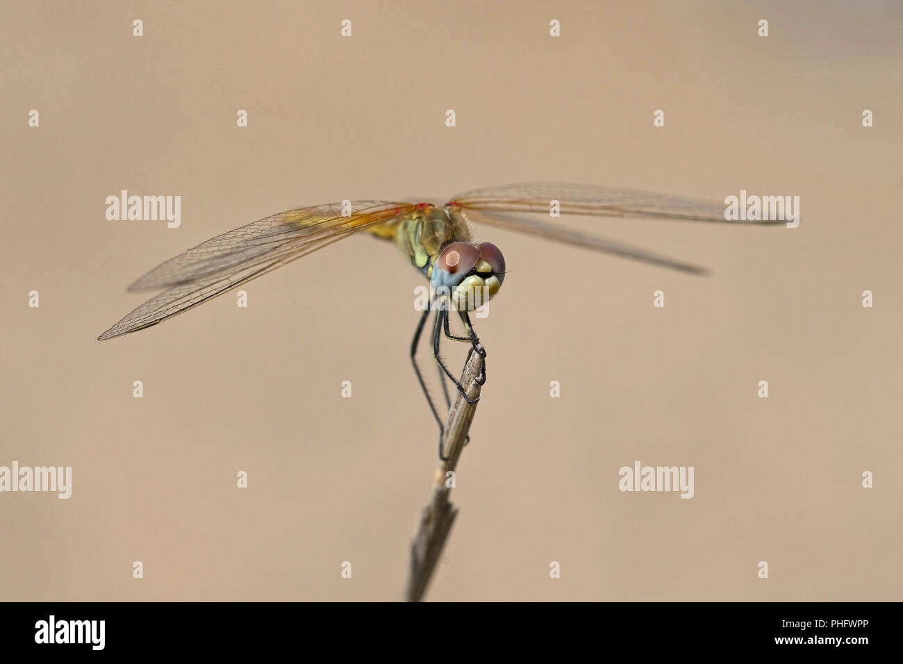 Red Darters High Resolution Stock Photography and Images - Alamy