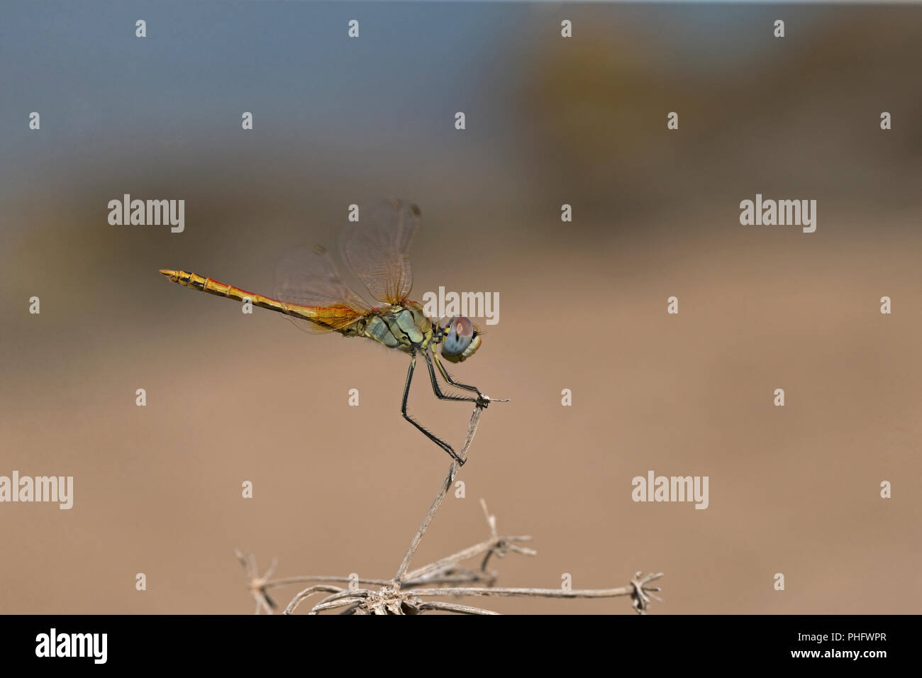 Red darters hi-res stock photography and images - Alamy