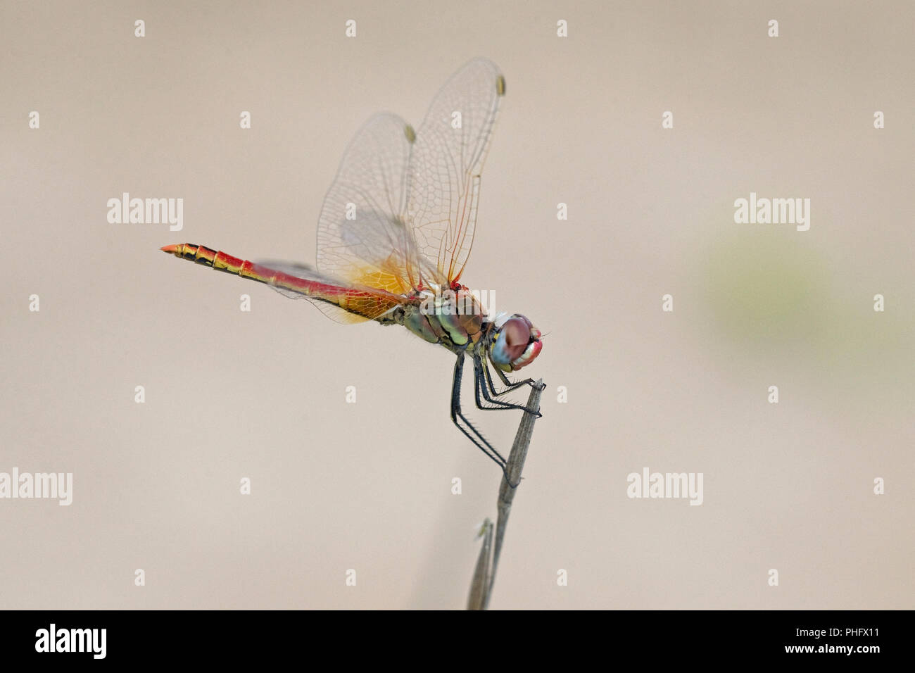 Red darters hi-res stock photography and images - Alamy