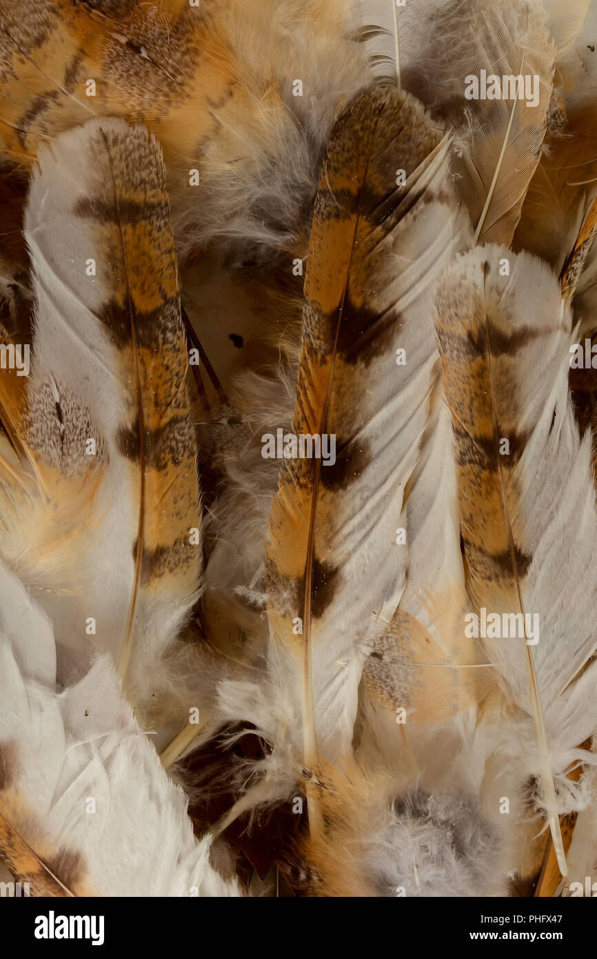 Close-up of feather plume background texture Stock Photo - Alamy