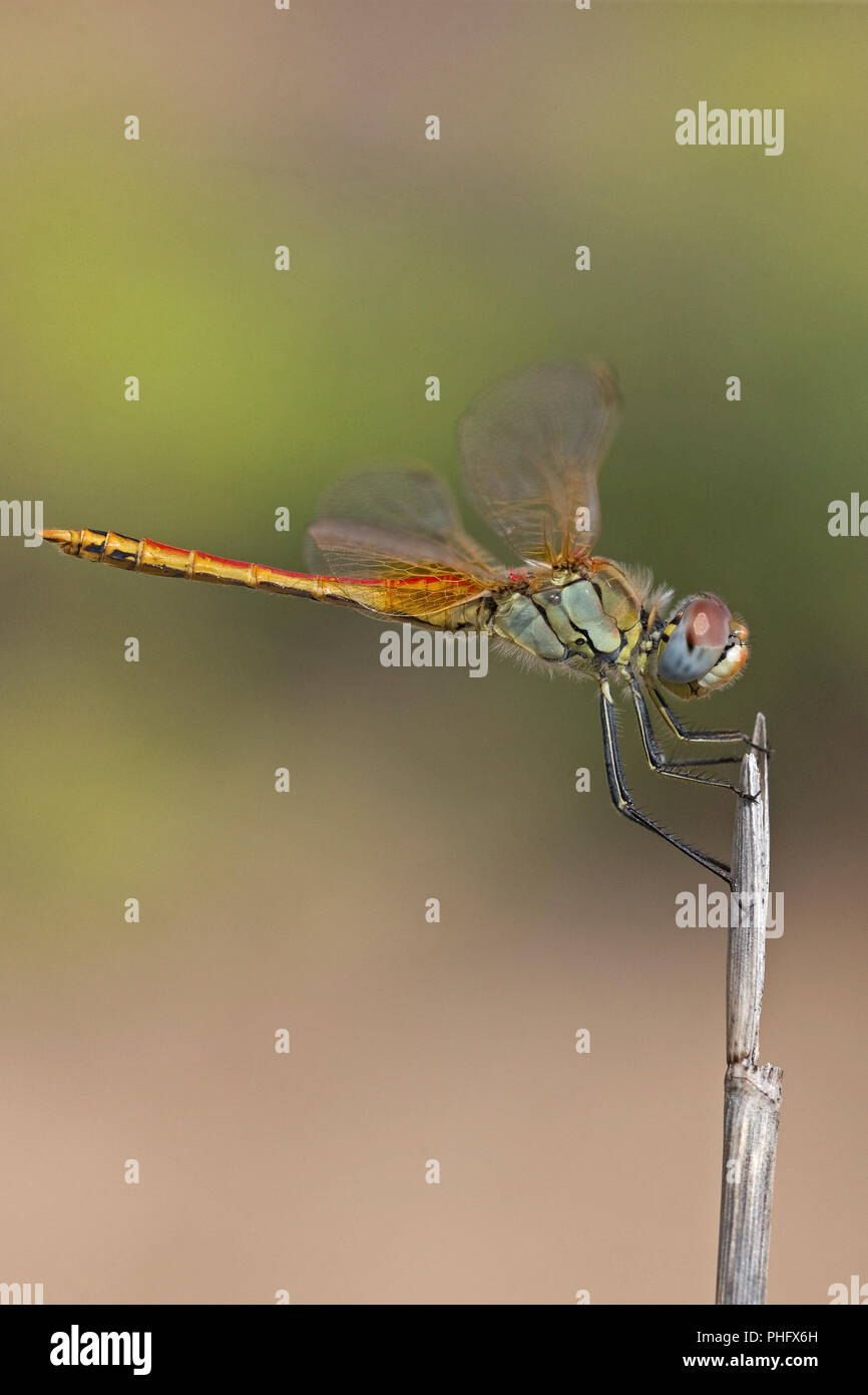 Red darters hi-res stock photography and images - Alamy