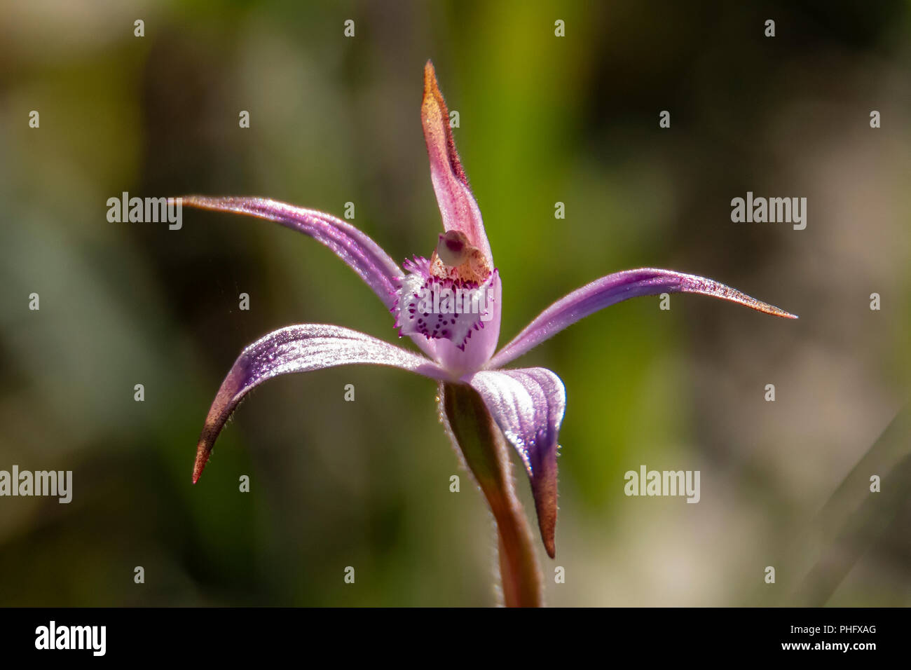Caladenia hirta ssp. rosea, Pink Candy Orchid Stock Photo - Alamy