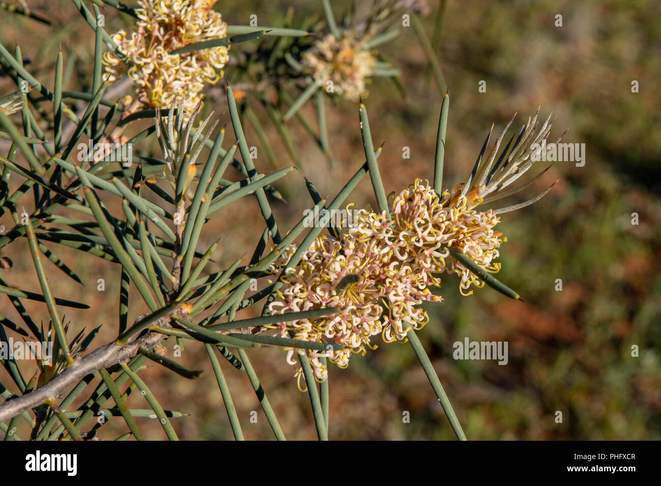 Hakea needle leaves hi-res stock photography and images - Alamy