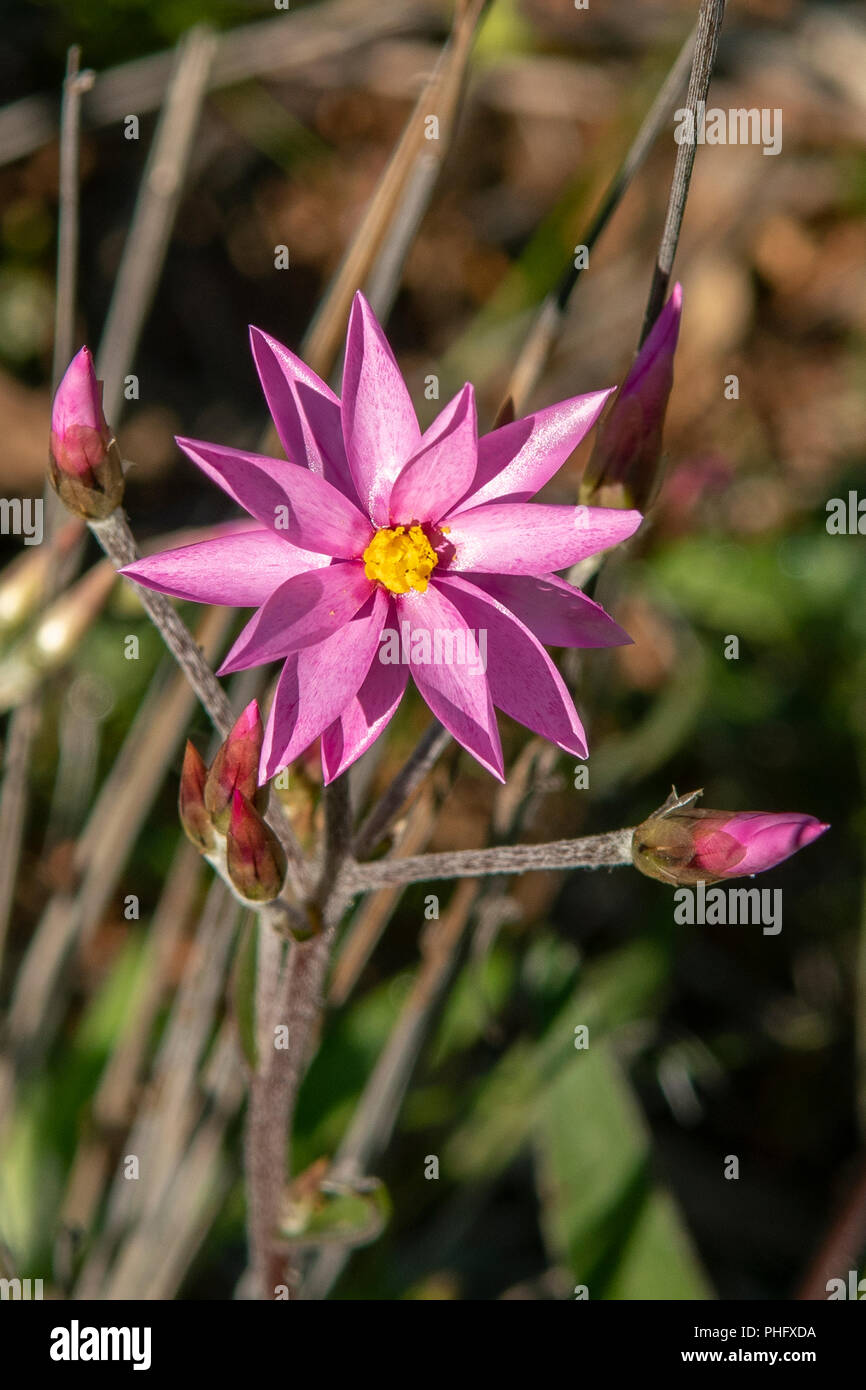 Schoenia cassiniana, Pink Everlasting Stock Photo - Alamy