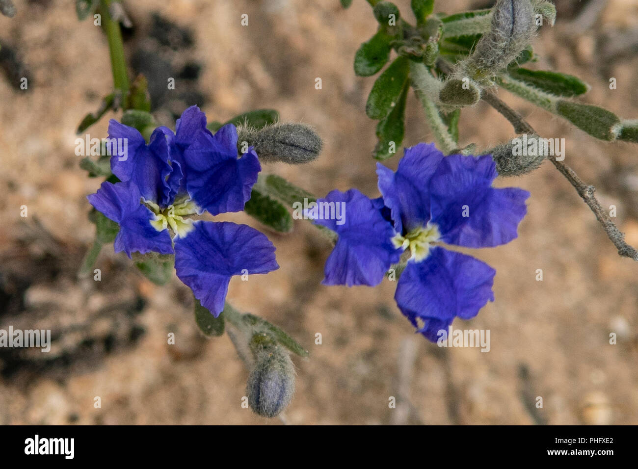 Western australia wildflower landscape hi-res stock photography and ...
