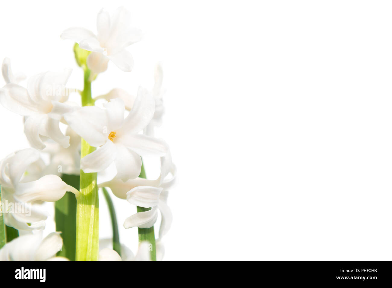 Spring flower hyacinth Stock Photo - Alamy