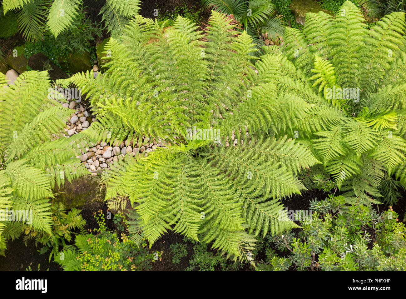 View of tree ferns / tree fern from above / a balcony in a temperate ...