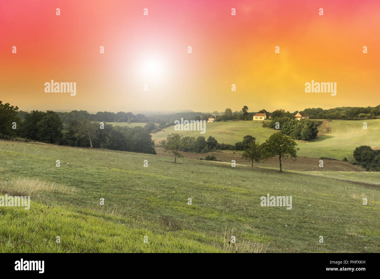 Limousin in field hi-res stock photography and images - Alamy