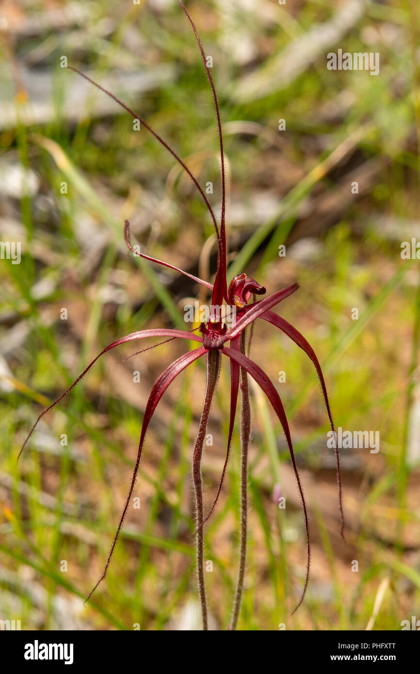 Caladenia filifera, Blood Spider Orchid Stock Photo - Alamy