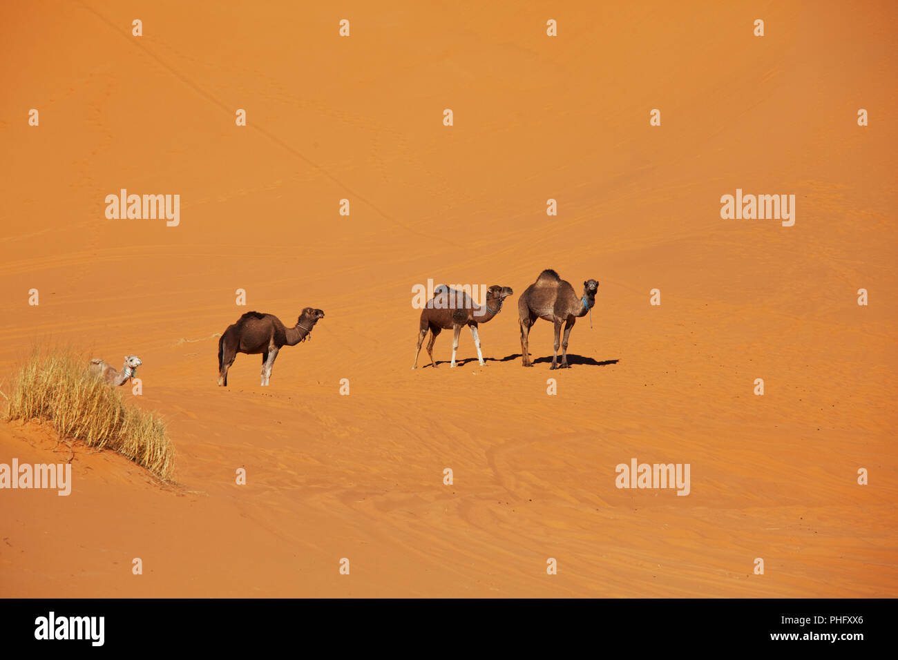 Caravan in desert Stock Photo - Alamy