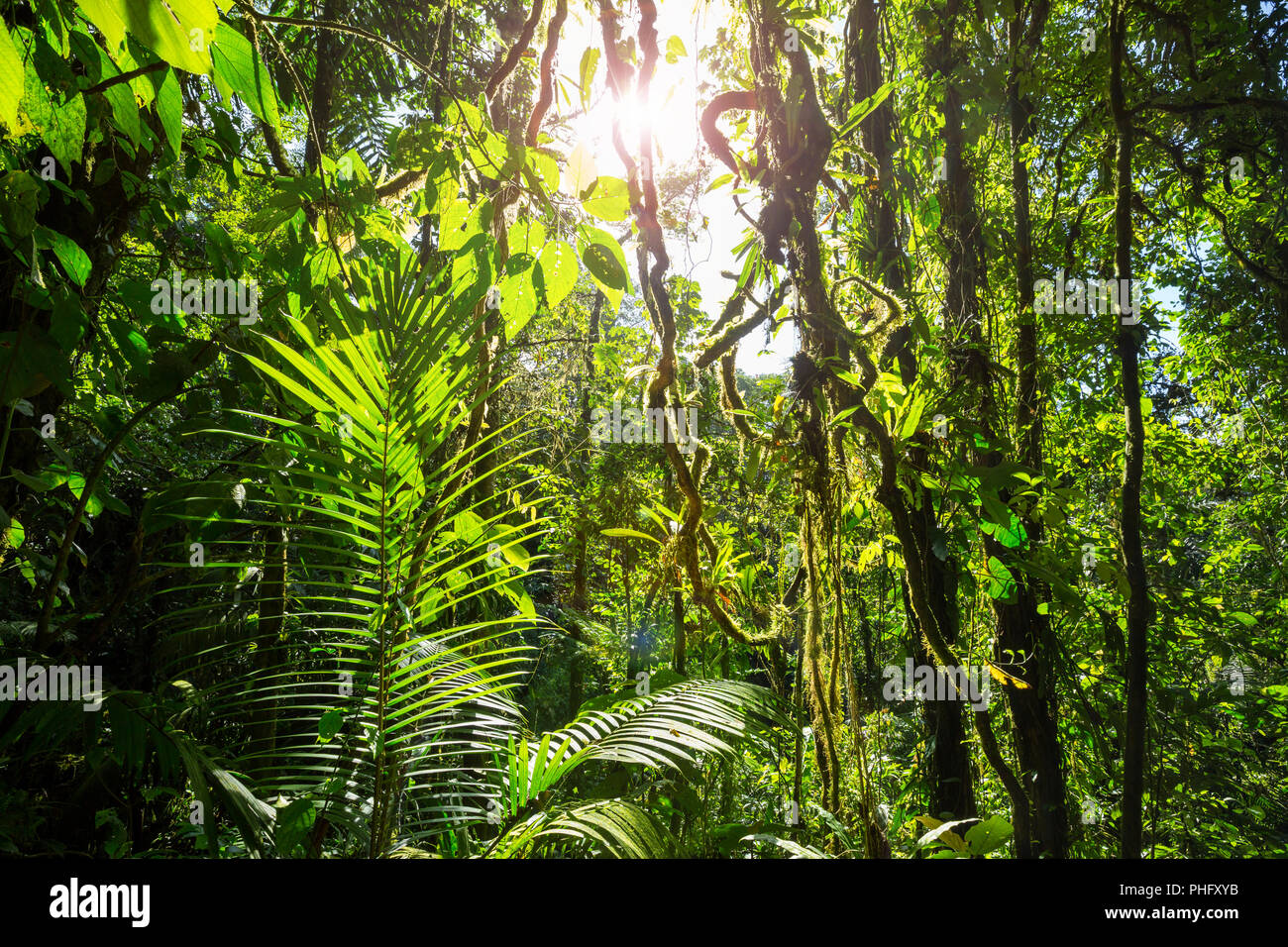 Jungle in Costa Rica Stock Photo - Alamy