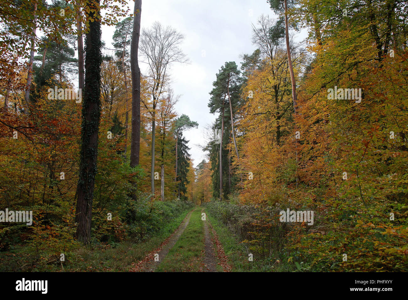 Forest_track hi-res stock photography and images - Alamy
