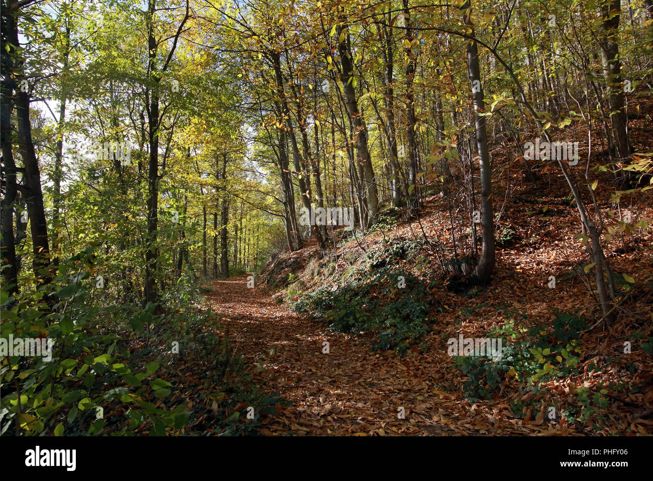 Forest track hi-res stock photography and images - Alamy